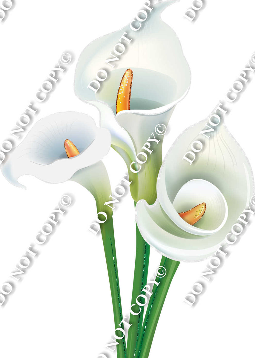 Gardening - 3 White Calla Lilies| Sign Swag USA